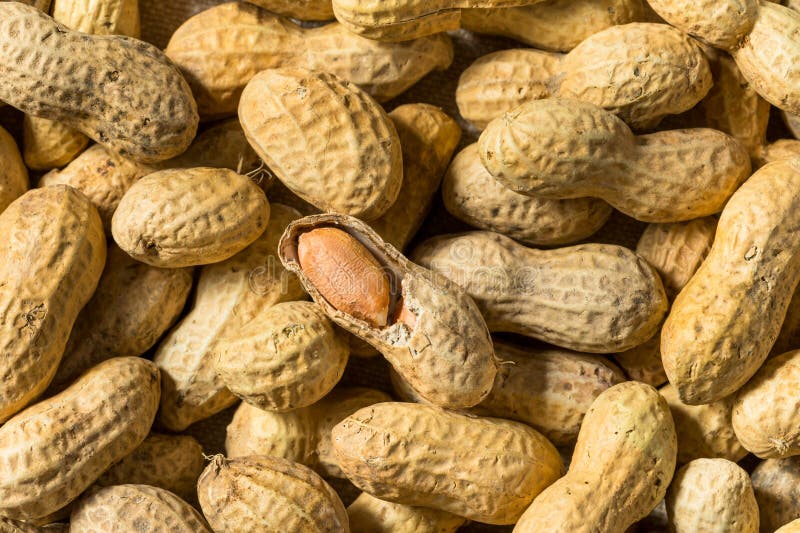 Brown Organic Raw Peanuts stock image. Image of food - 318242095
