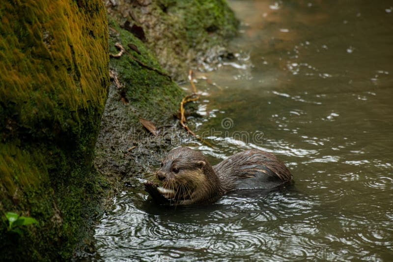 Brown Otter Looking Away from the Camera Eating Fish Stock Image ...