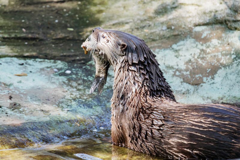 Brown Sea Otter stock image. Image of aquarium, mammal - 26671835