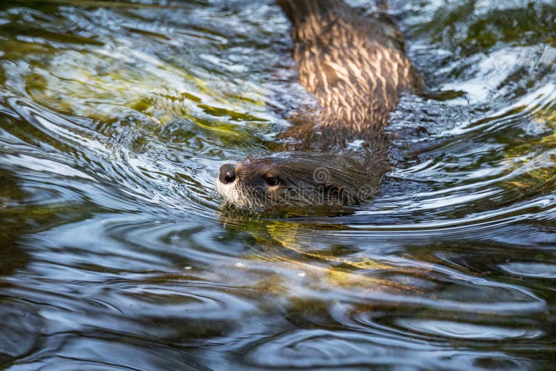 Brown Sea Otter stock image. Image of aquarium, mammal - 26671835
