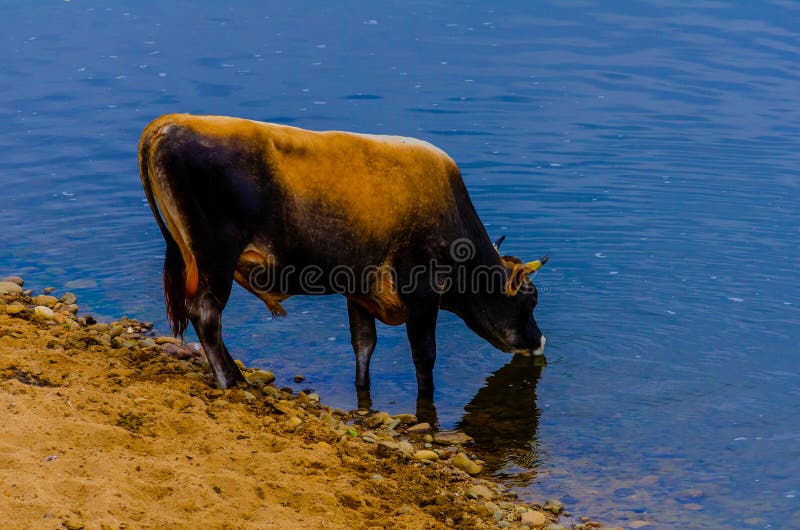 777 Ox Water Stock Photos - Free & Royalty-Free Stock Photos from ...