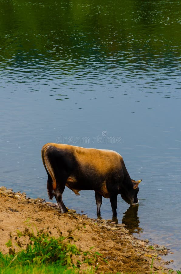 A Cattle Drinking River Water Stock Photo - Image of blue, green: 206701130