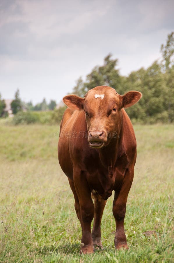 Brown ox stock image. Image of field, food, picture, farm - 66119477