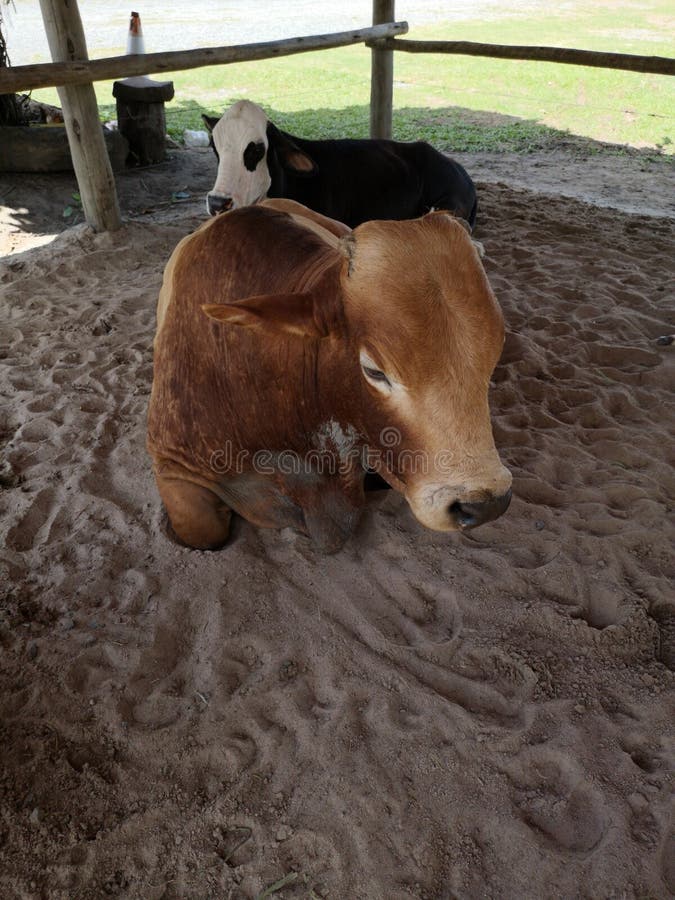 Brown Ox Lying in Barn on Rural Farm Stock Image - Image of white ...
