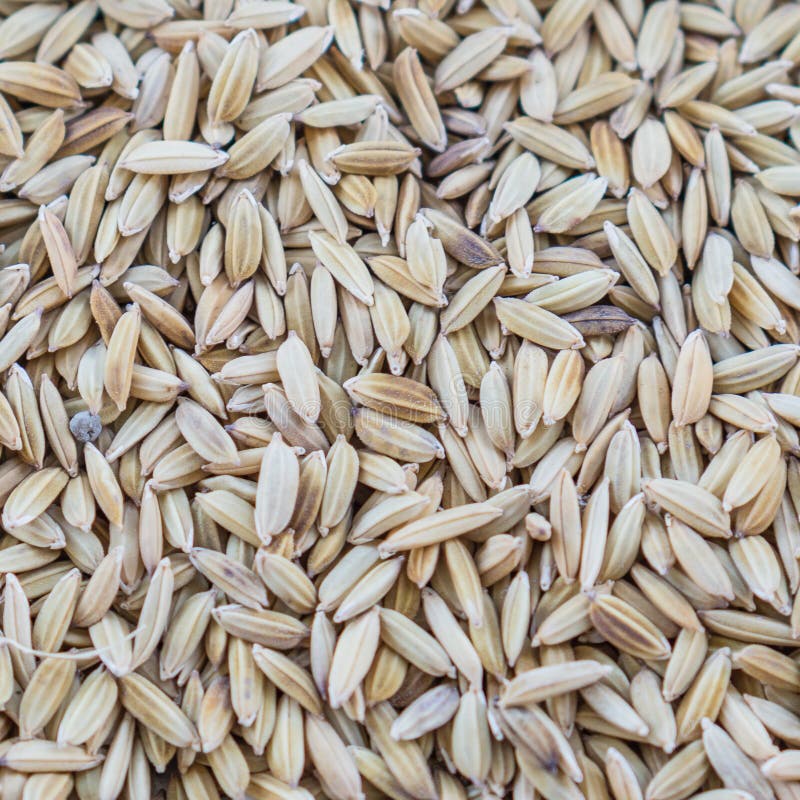 Brown paddy rice stock image. Image of detail, golden - 77585037
