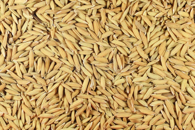 Paddy seed close up stock photo. Image of natural, agriculture - 28580742