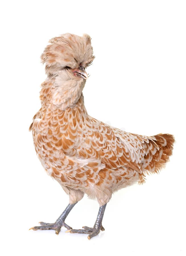 A Padovana Chicken stock photo. Image of purebred, gallus - 88843524