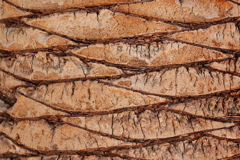 Brown palm tree bark stock image. Image of backgrounds - 19480327