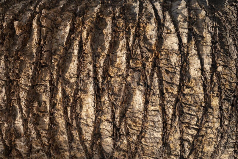 Brown Palm Tree Trunk Texture Background. Natural Organic Material ...