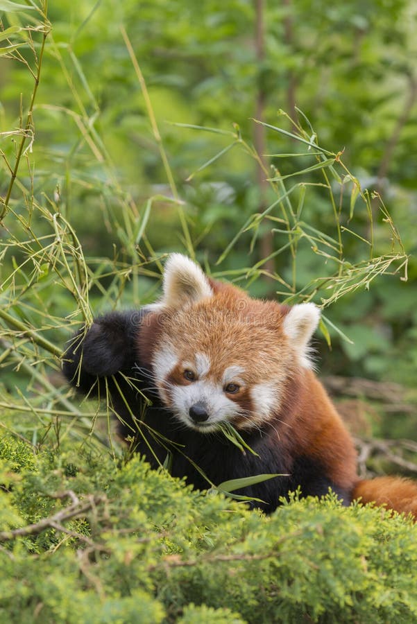 Brown Panda stock photo. Image of branch, life, asian - 39696388