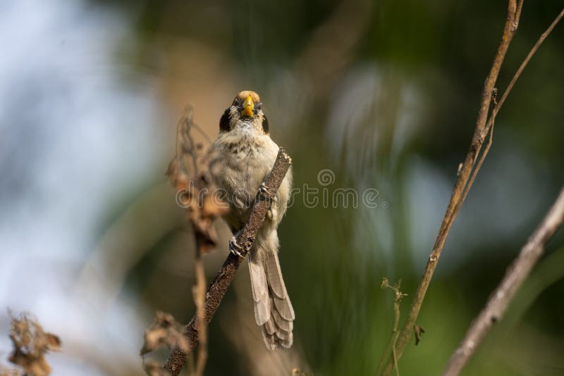 Grey - headed Parrotbill stock image. Image of bill - 218314153