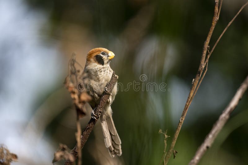 Grey - headed Parrotbill stock photo. Image of color - 218314154
