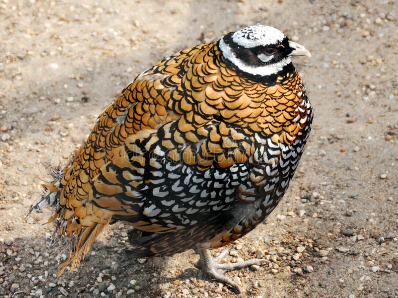 Brown partridge stock image. Image of feather, beautiful - 6966025