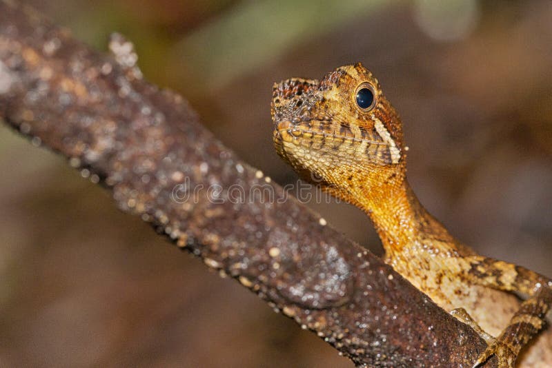 Brown-patched Kangaroo Lizard, Sinharaja National Park Rain Forest, Sri ... Brown-patched Kangaroo Lizard, Sinharaja National Park Rain Forest, Sri ...