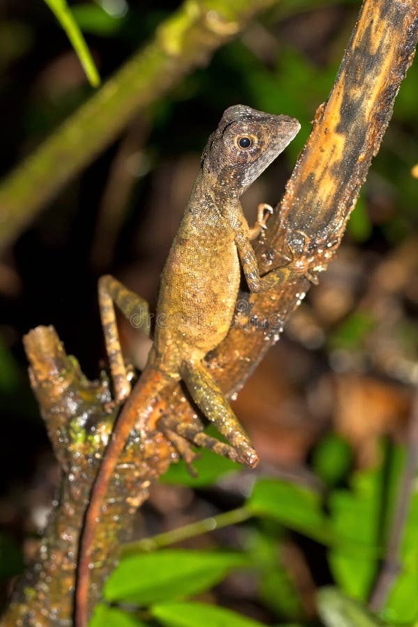 Brown-patched Kangaroo Lizard, Sinharaja National Park Rain Forest, Sri ... Brown-patched Kangaroo Lizard, Sinharaja National Park Rain Forest, Sri ...