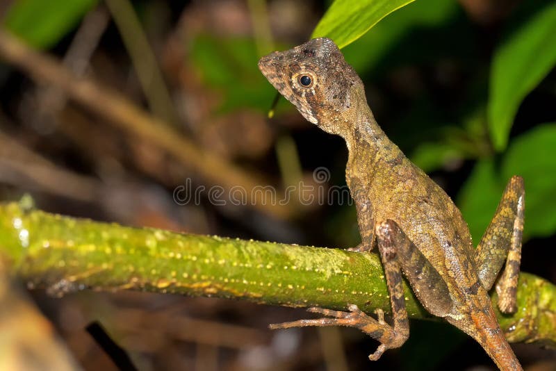 Brown-patched Kangaroo Lizard, Sinharaja National Park Rain Forest, Sri ... Brown-patched Kangaroo Lizard, Sinharaja National Park Rain Forest, Sri ...
