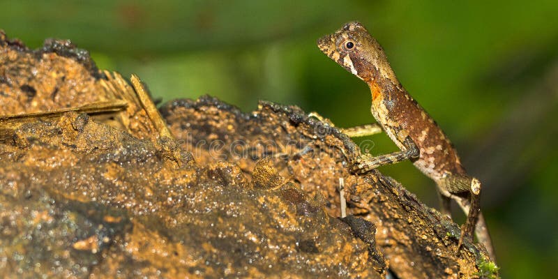 Brown-patched Kangaroo Lizard, Sinharaja National Park Rain Forest, Sri ... Brown-patched Kangaroo Lizard, Sinharaja National Park Rain Forest, Sri ...