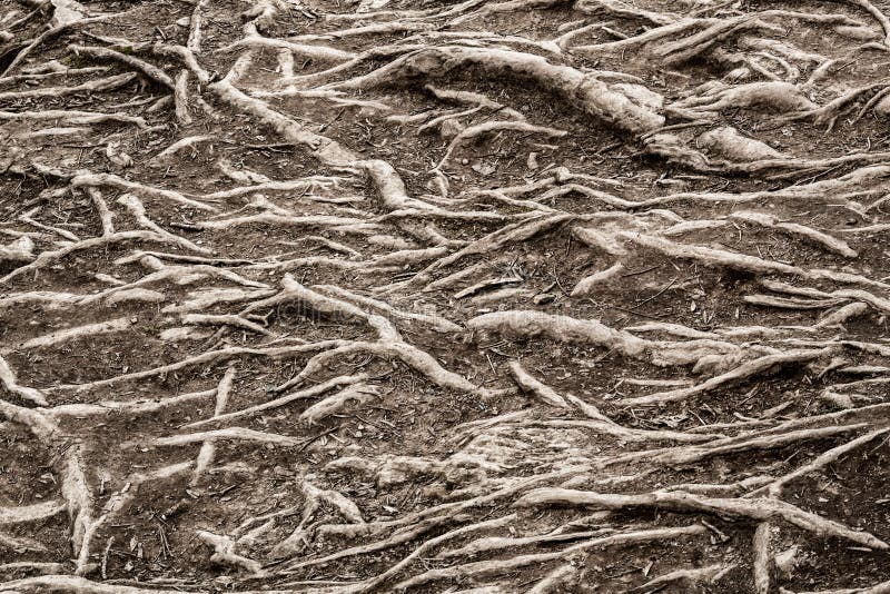 Pattern of Old Roots on the Ground Stock Image - Image of mantle ...
