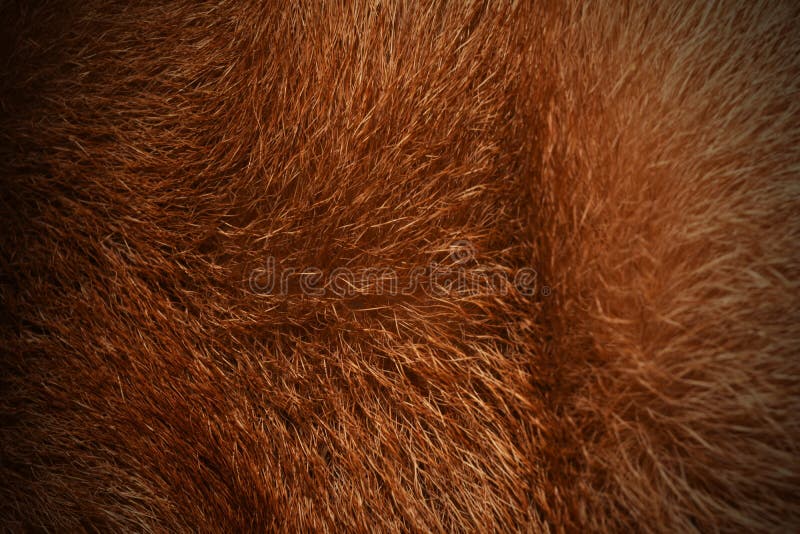 Brown Patterned Fur for Background Stock Photo - Image of puppy, hide ...