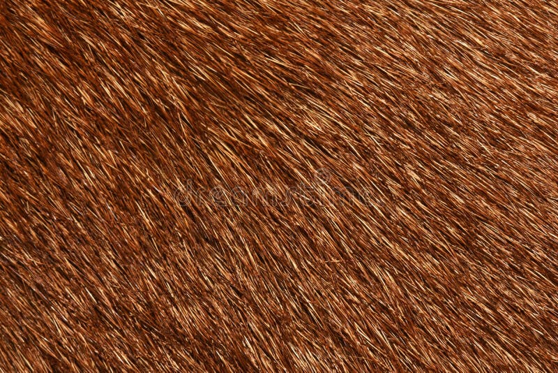 Brown Patterned Fur for Background Stock Image - Image of animal, puppy ...
