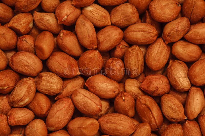 Dry red peanut stock photo. Image of natural, protein - 80395662