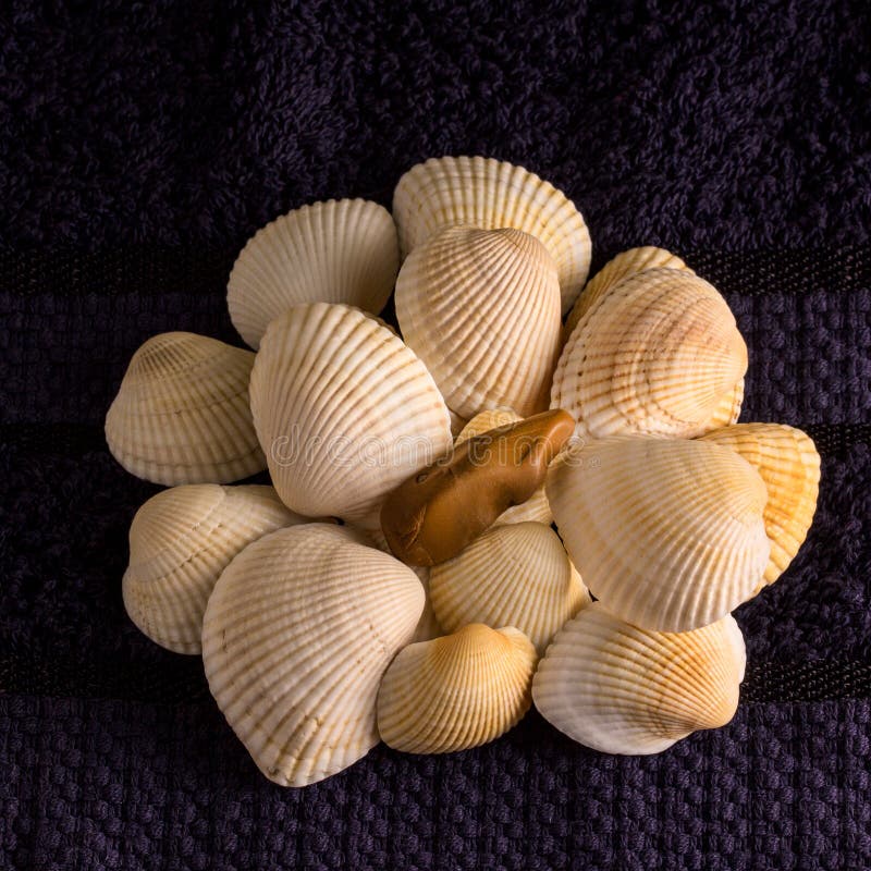 Brown Pebbles Stand Out Against the Background of Sea Shells Stock ...