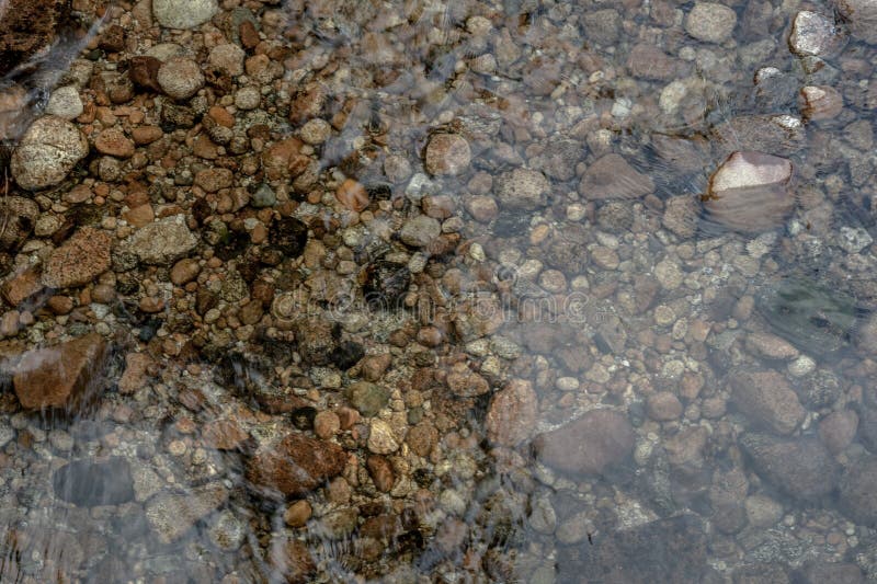 Brown Pebbles Underwater of the Shallow Tuolumne River Stock Image ...