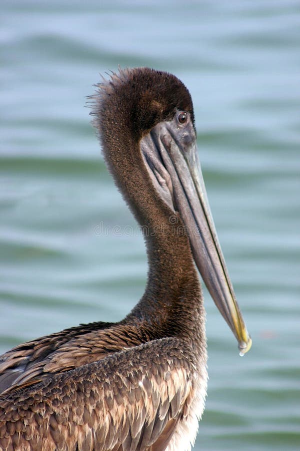 Eye of the Pelican stock image. Image of tropical, macro - 130189