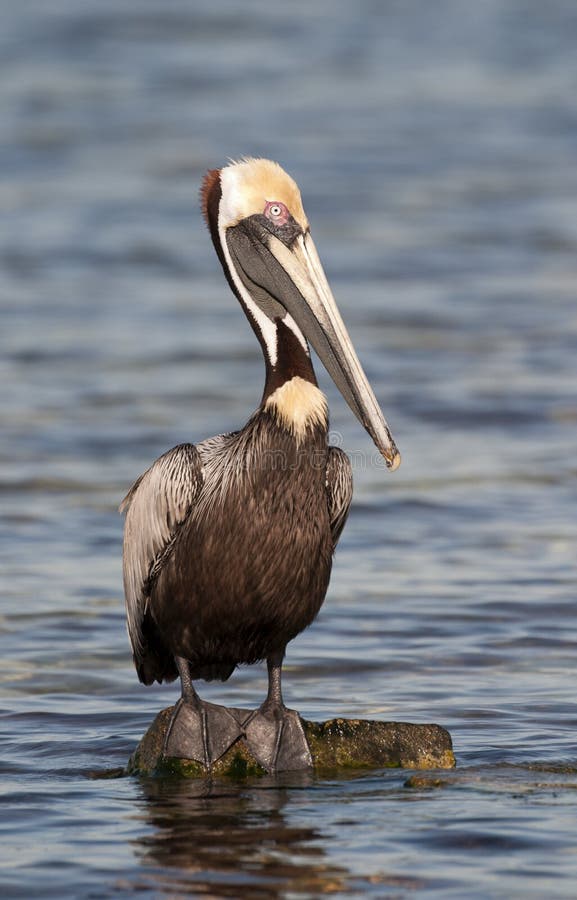 Brown pelican head stock photo. Image of feathers, stare - 23661650