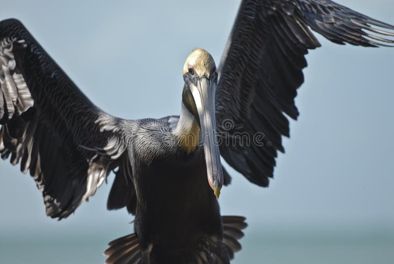 Brown Pelican stock image. Image of feathers, face, bird - 21153835