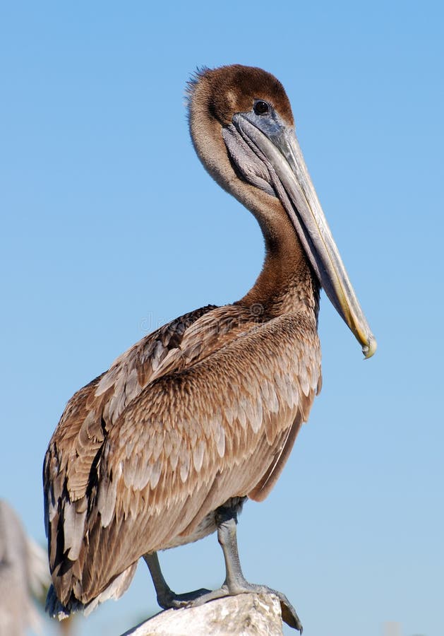 Brown pelican stock image. Image of beauty, occidentalis - 4161149