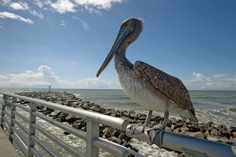 Brown pelican bird stock image. Image of ocean, profile - 25354997
