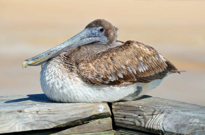 Brown pelican bird stock image. Image of single, post - 31363729
