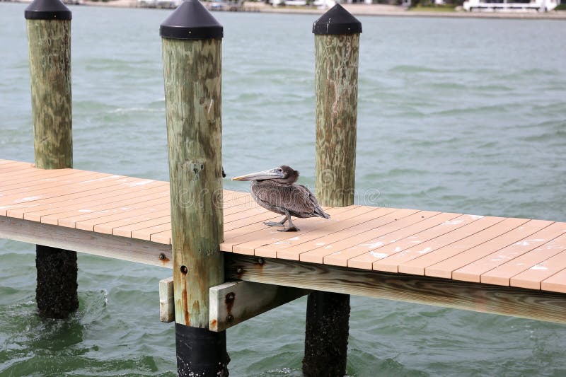 Brown Pelican Bird Waddling Along Dock in the Ocean Stock Photo - Image ...