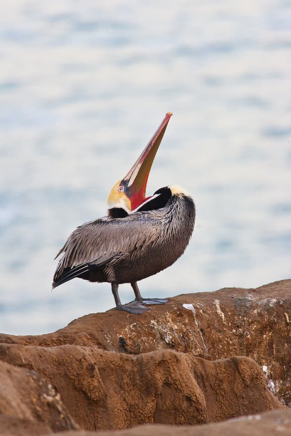 Brown Pelican In Breeding Plumage Stock Image - Image of coast, plumage ...