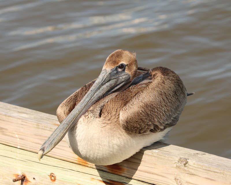 Brown Pelican on dock stock image. Image of resting, dock - 88420913