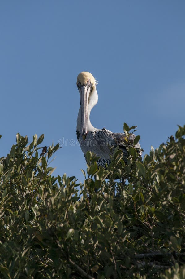 Brown Pelican eye contact stock photo. Image of wildlife - 69579992