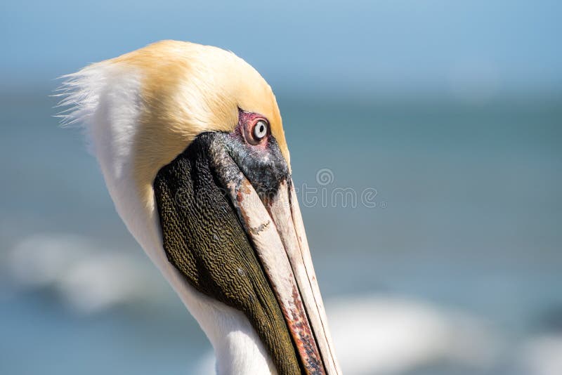 Brown pelican face stock photo. Image of florida, brown - 114015592
