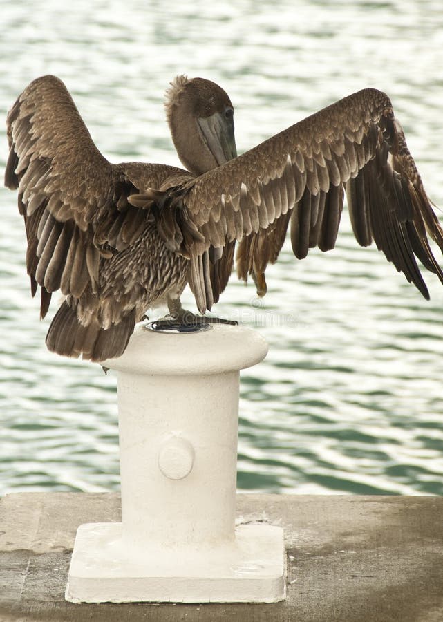 Bird flapping its wings stock image. Image of feather - 12877227