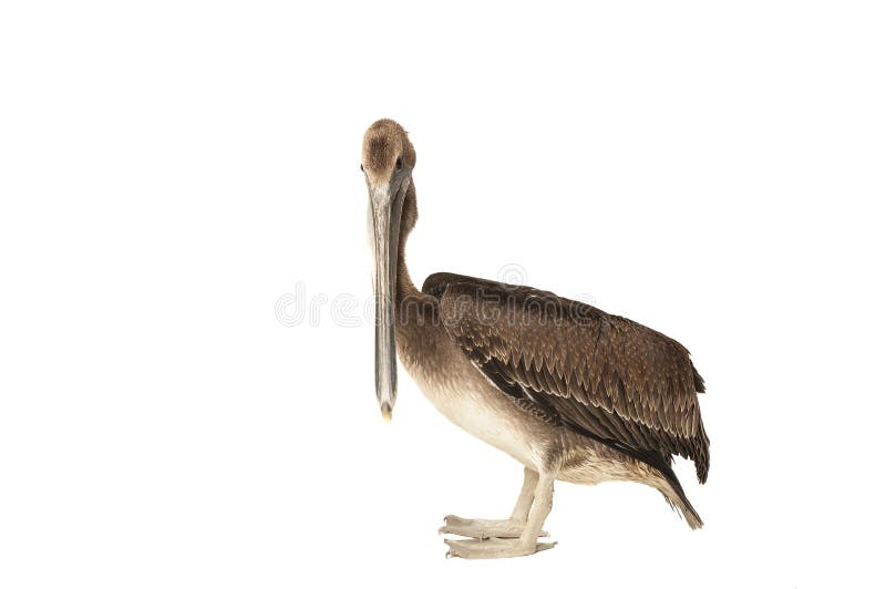 Brown Pelican Isolated on White Standing and Looking at Camera Stock ...