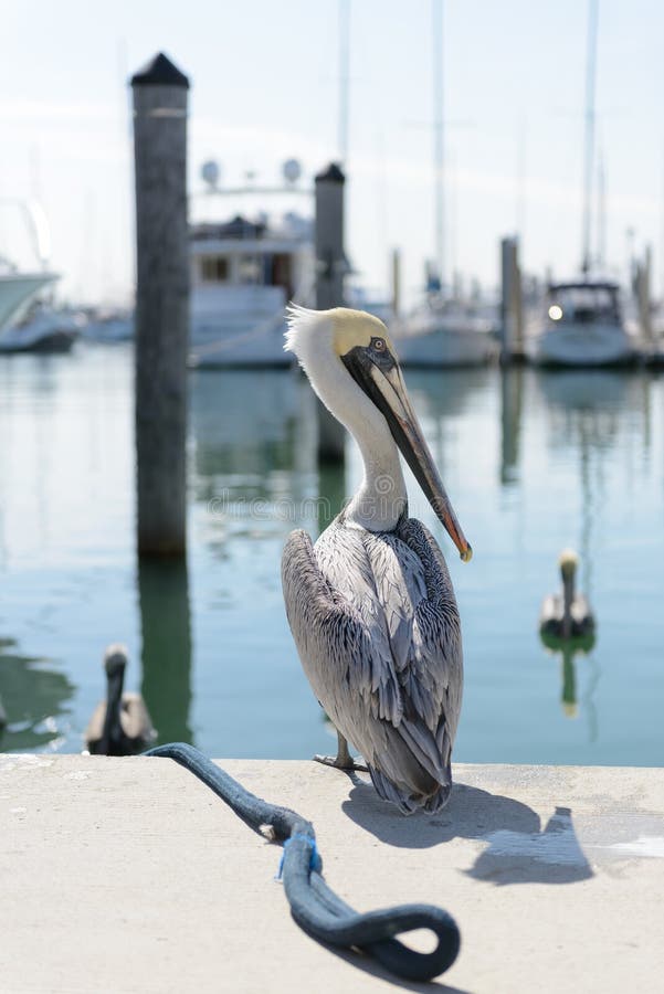 Key Biscayne Pelican stock photo. Image of brown, bird - 168557282