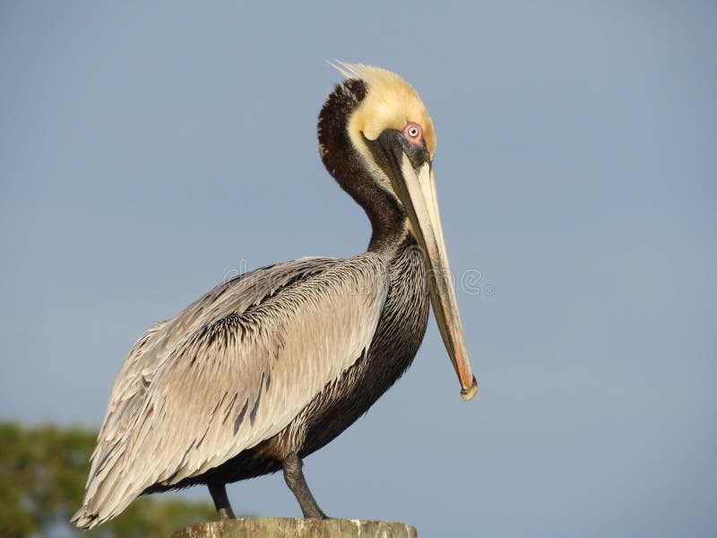529 Louisiana State Bird Stock Photos - Free & Royalty-Free Stock ...