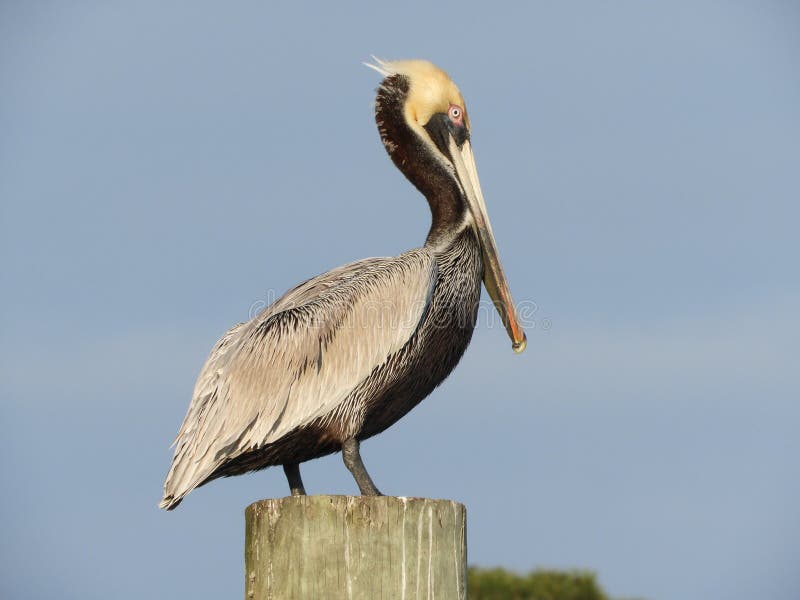 529 Louisiana State Bird Stock Photos - Free & Royalty-Free Stock ...