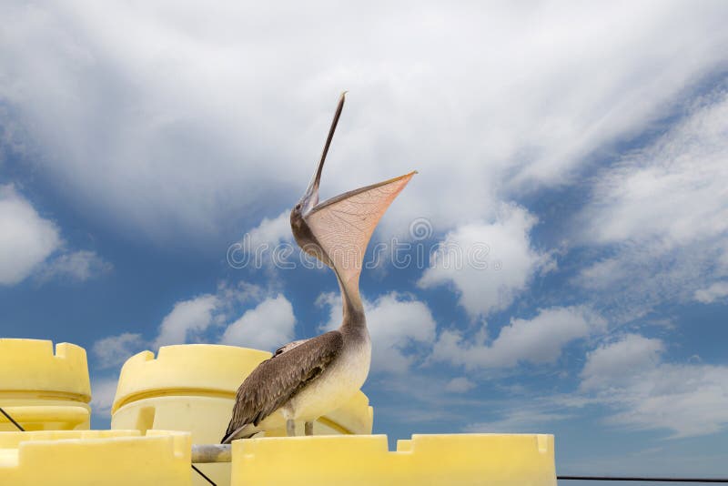 Brown Pelican with Mouth Open Stock Image - Image of occidentalis ...