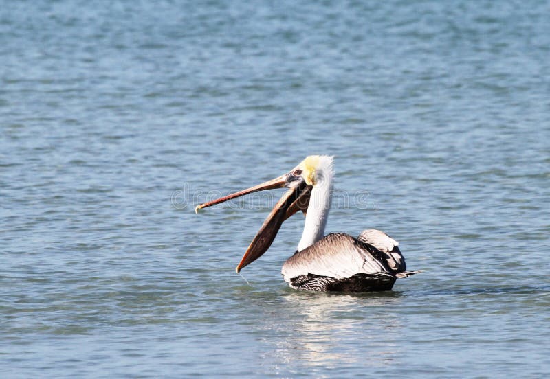 Pelican Eating Fish Stock Photos - Download 428 Royalty Free Photos