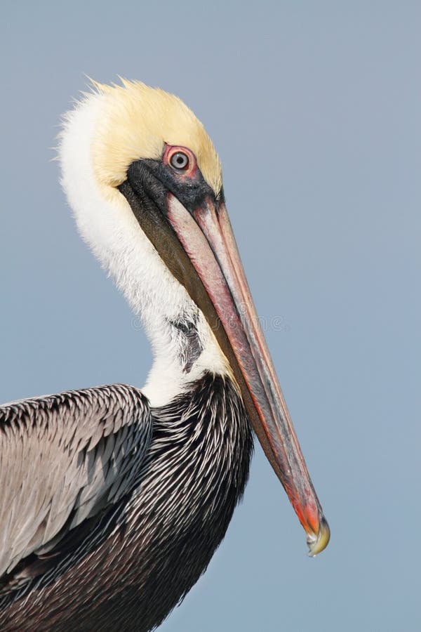 Brown pelican head stock photo. Image of feathers, stare - 23661650