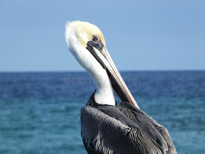 Brown Pelican or Pelecanus Occidentalis Stock Image - Image of ocean ...