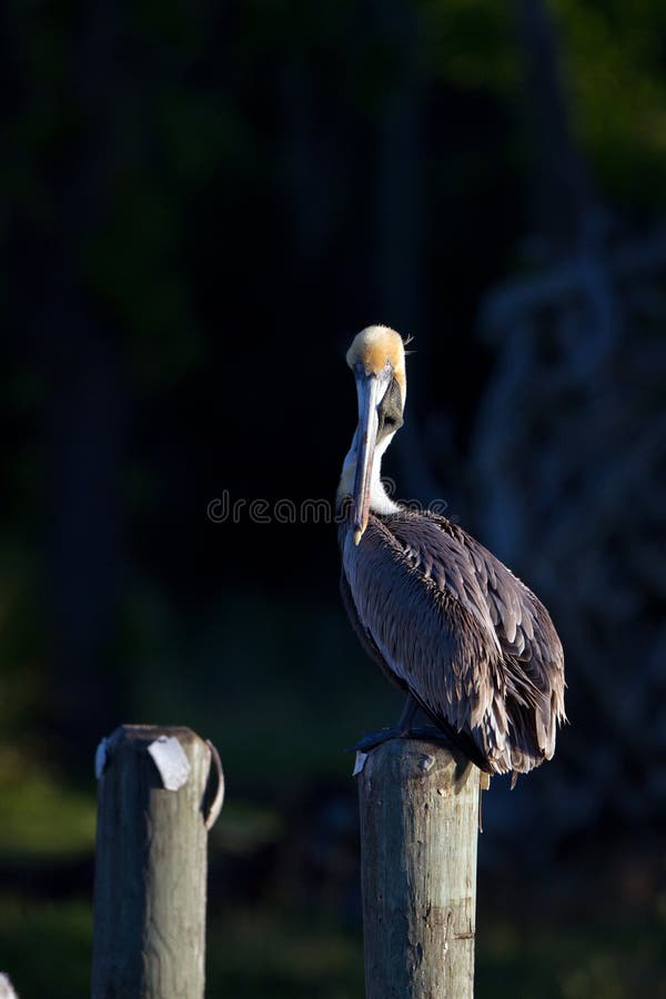 Brown Pelican, Pelecanus Occidentalis Stock Photo - Image of pelican ...