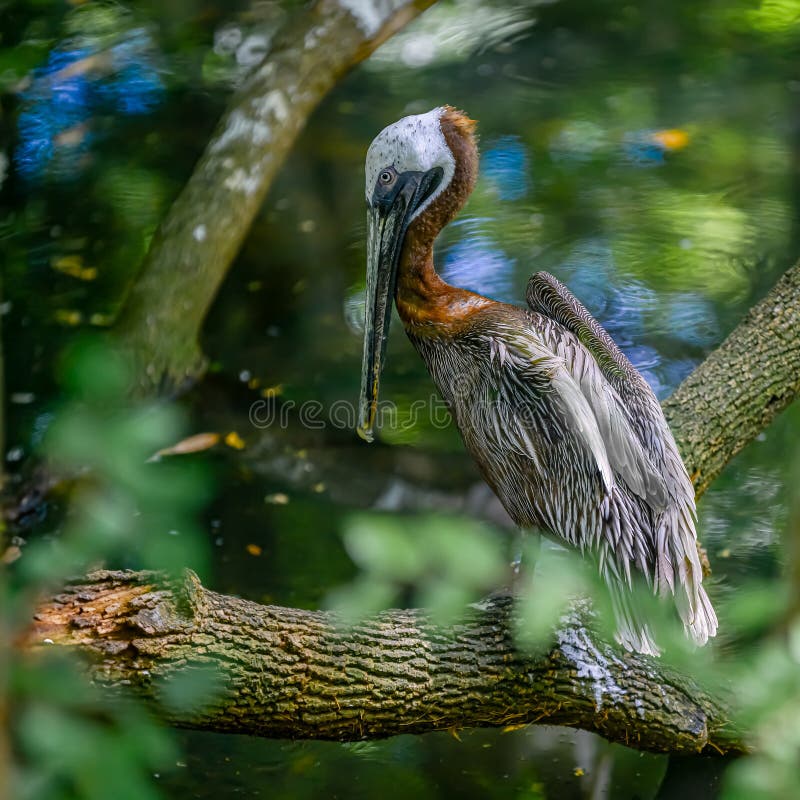 "a Brown Pelican Perches Gracefully on an Oak Tree Limb. Stock Image ...