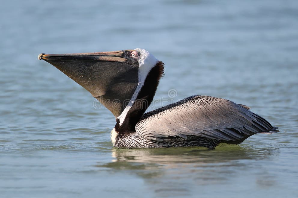 Brown Pelican with Pouch of Beak Extended Stock Photo - Image of fish ...